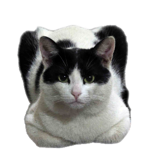 Sitting Catto | Pet | RedHero